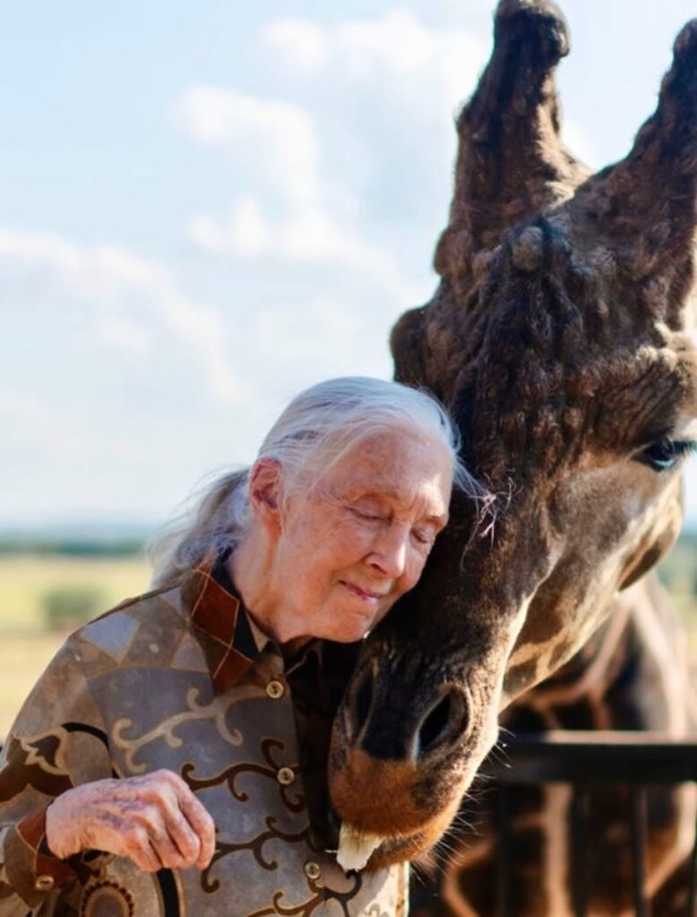 Disney Imagineer Joe Rohde Pays Tribute to the Late Jane Goodall | Chip ...